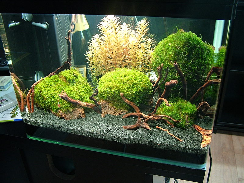 Juwel Vio40 - akvarijum za radni sto - www.akvarijum-centar.com ...