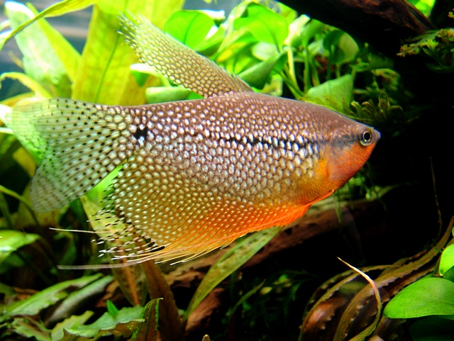 Ribe za biljni akvarijum - Akvaristika - - Aqua art - saveti i ideje za ...