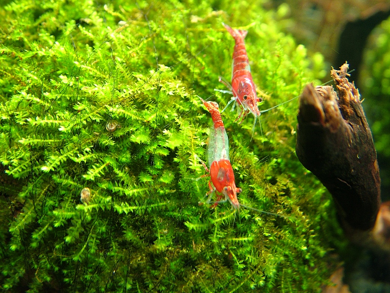 Juwel Vio40 - akvarijum za radni sto - www.akvarijum-centar.com ...